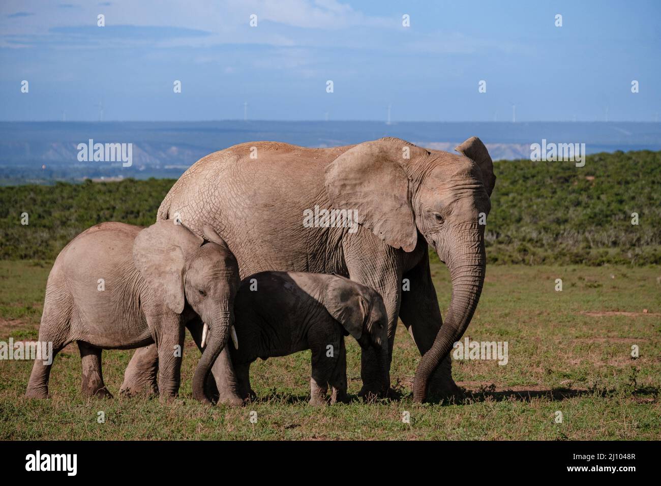 Addo Elephant park South Africa, Family of elephant in addo elephant ...
