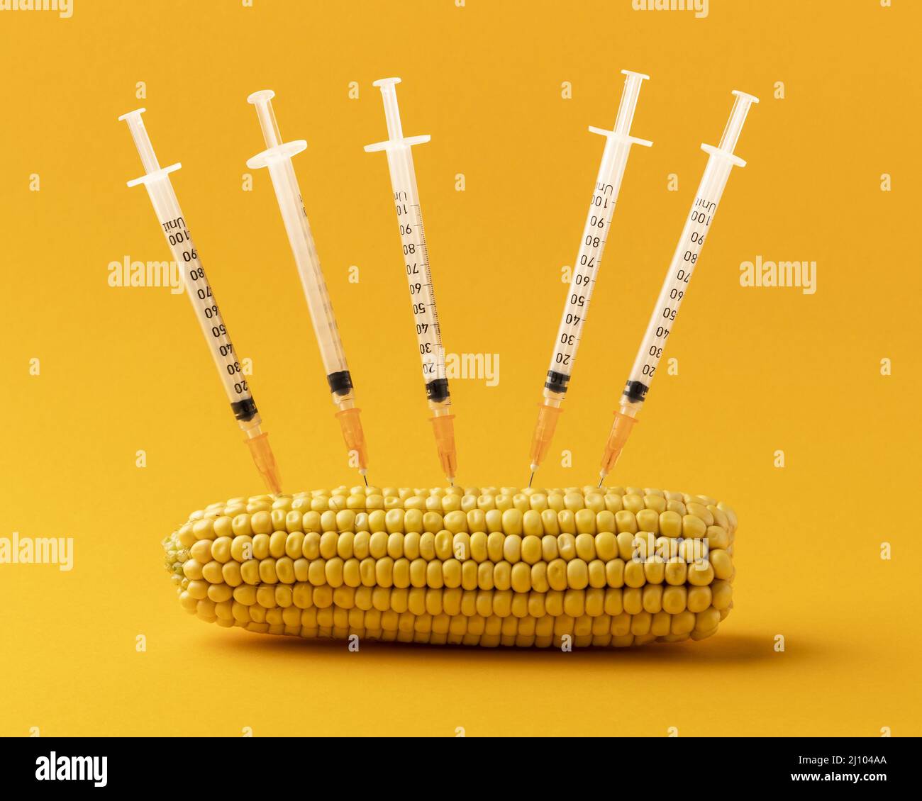Delicious corn gmo modified food Stock Photo - Alamy