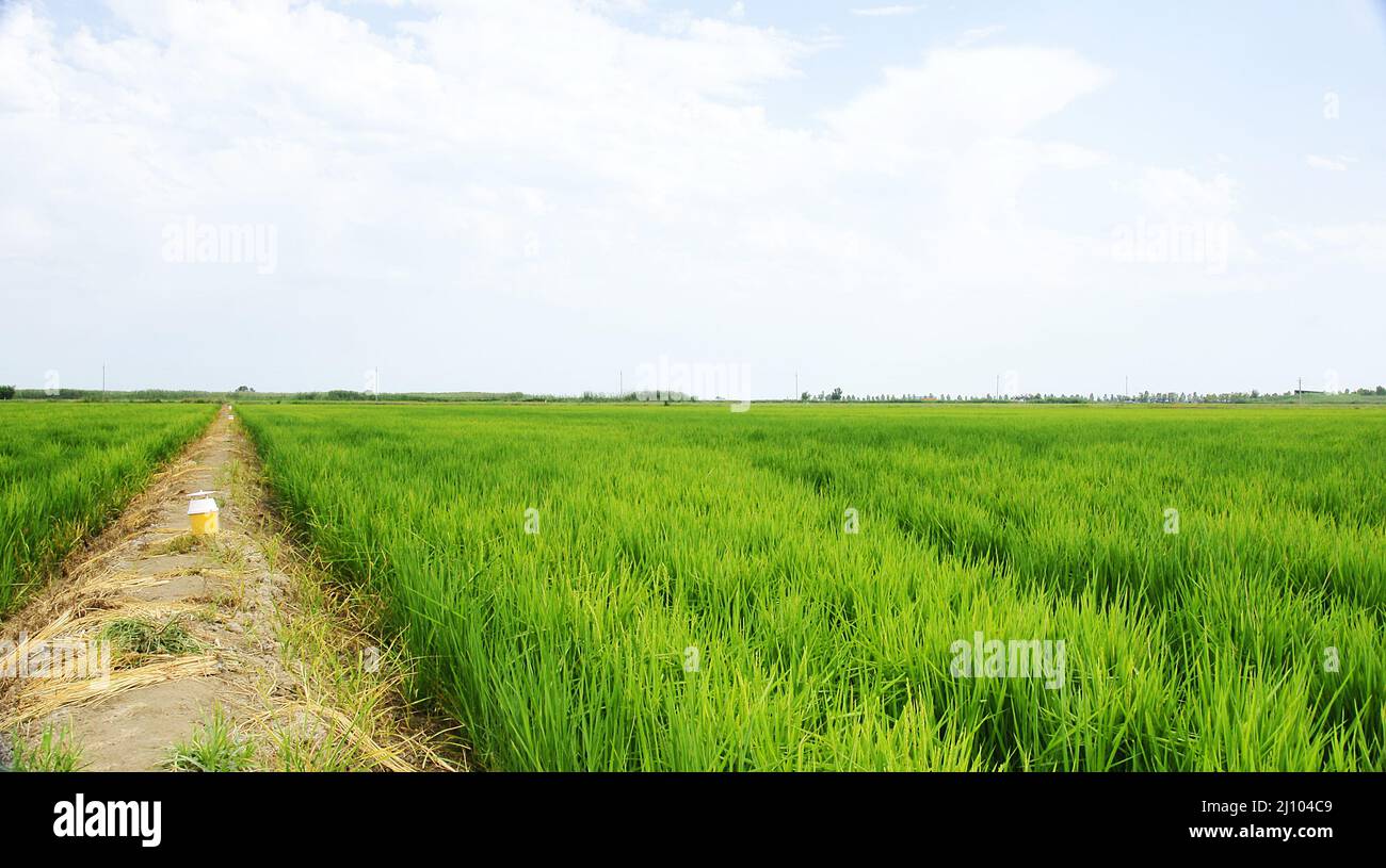 Rice plantations in the Ebro Delta, Amposta, Tarragona, Catalunya ...