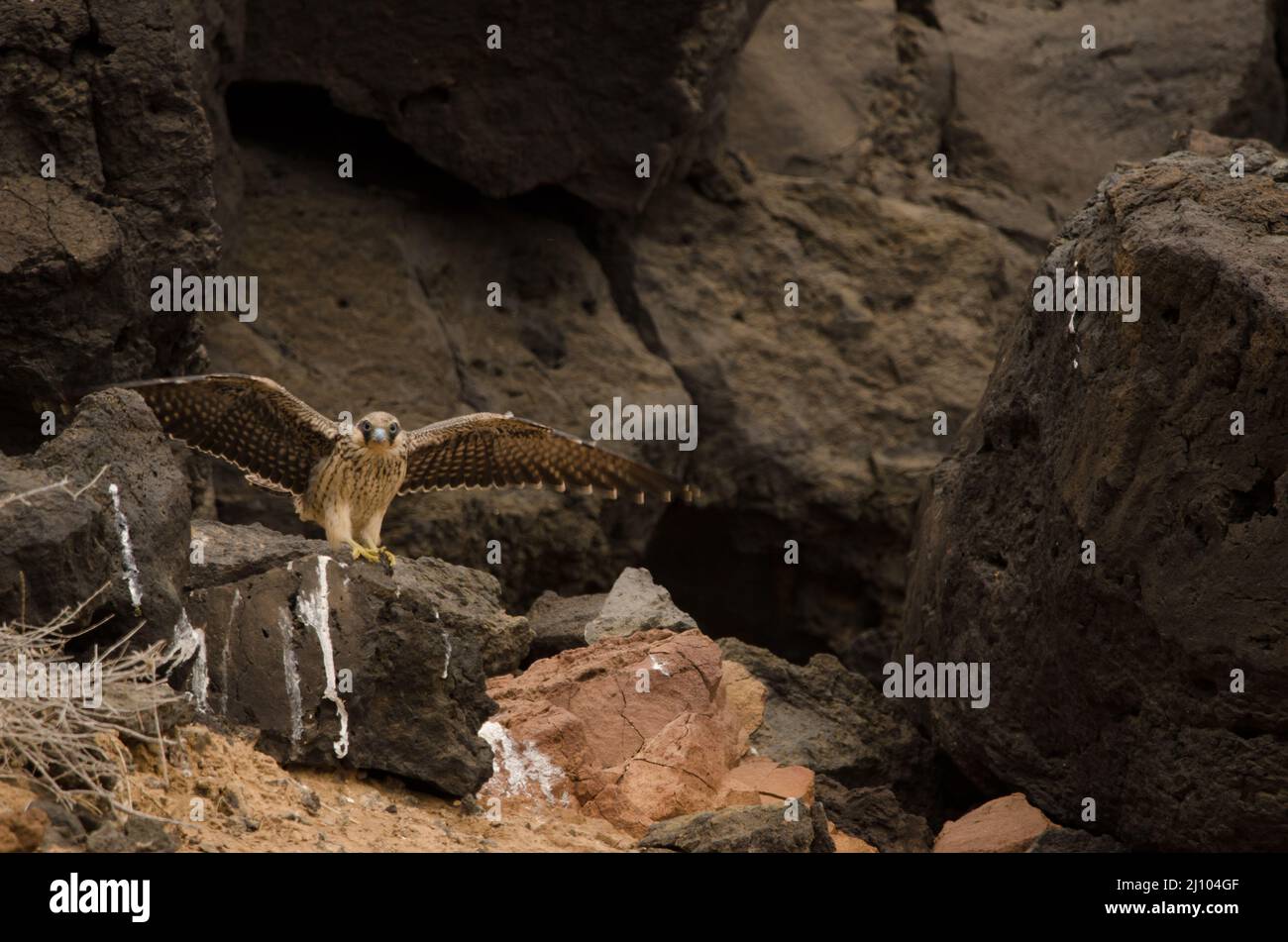 Eleonora's falcon Falco eleonorae. Young flapping. Montana Clara ...