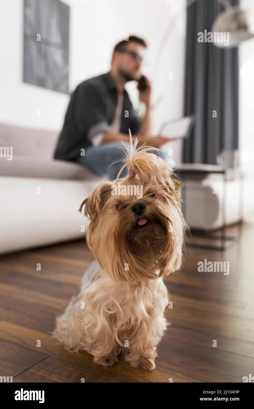 Adorable dog with owner Stock Photo - Alamy
