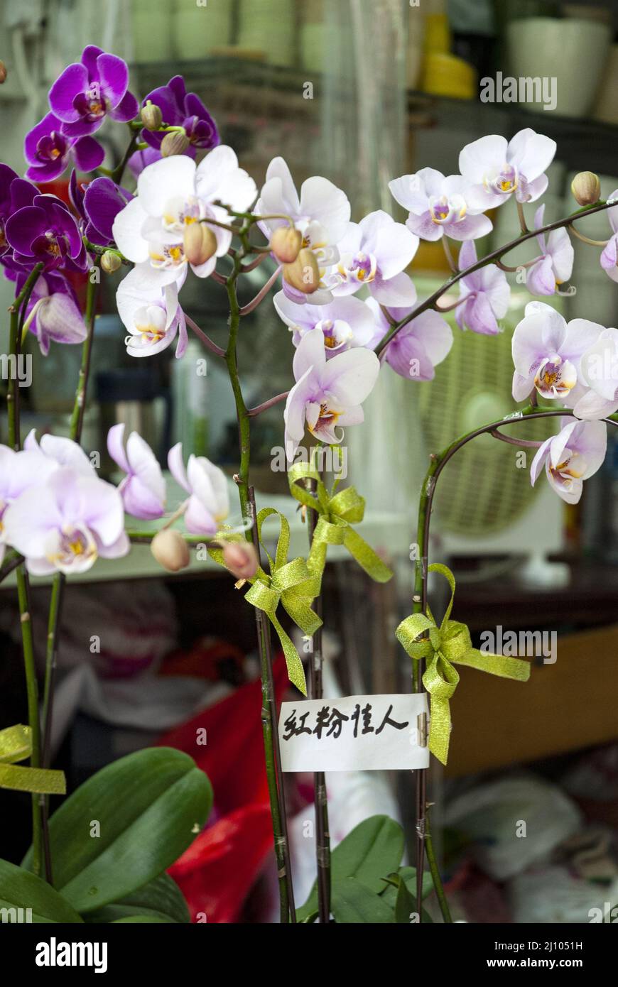 Beautiful multi colored multi orchids hi-res stock photography and ...