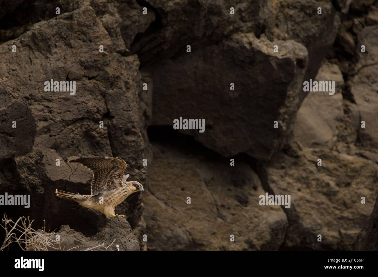 Eleonora's falcon Falco eleonorae. Young flapping. Montana Clara ...