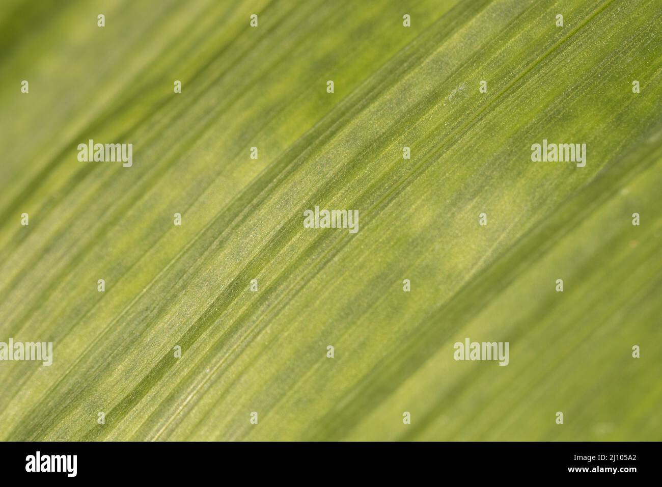 Close up leaf texture organic background Stock Photo - Alamy
