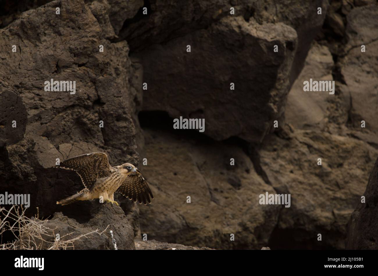 Eleonora's falcon Falco eleonorae. Young flapping. Montana Clara ...