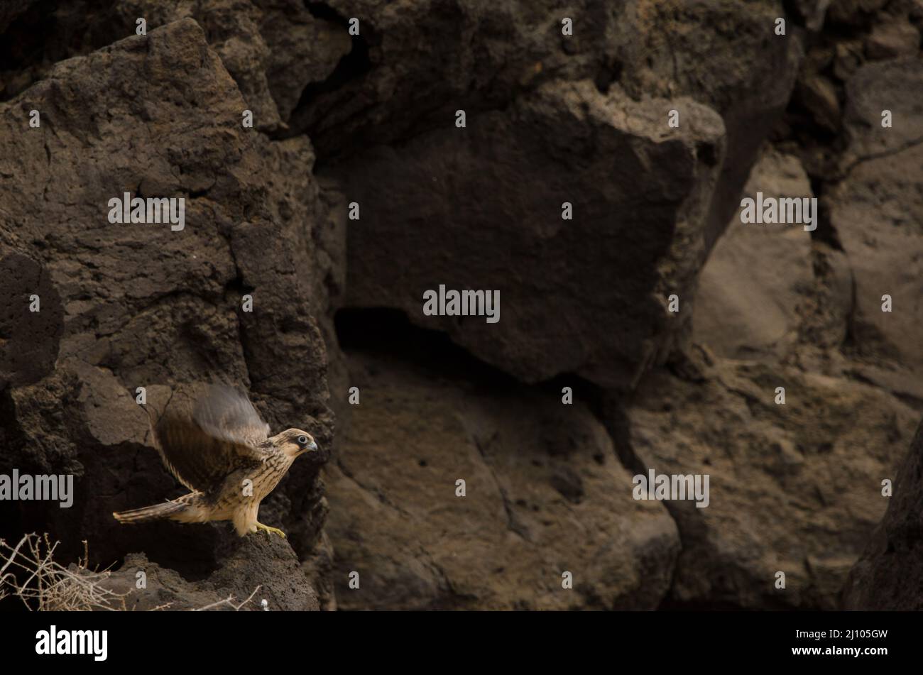 Eleonora's falcon Falco eleonorae. Young flapping. Montana Clara ...