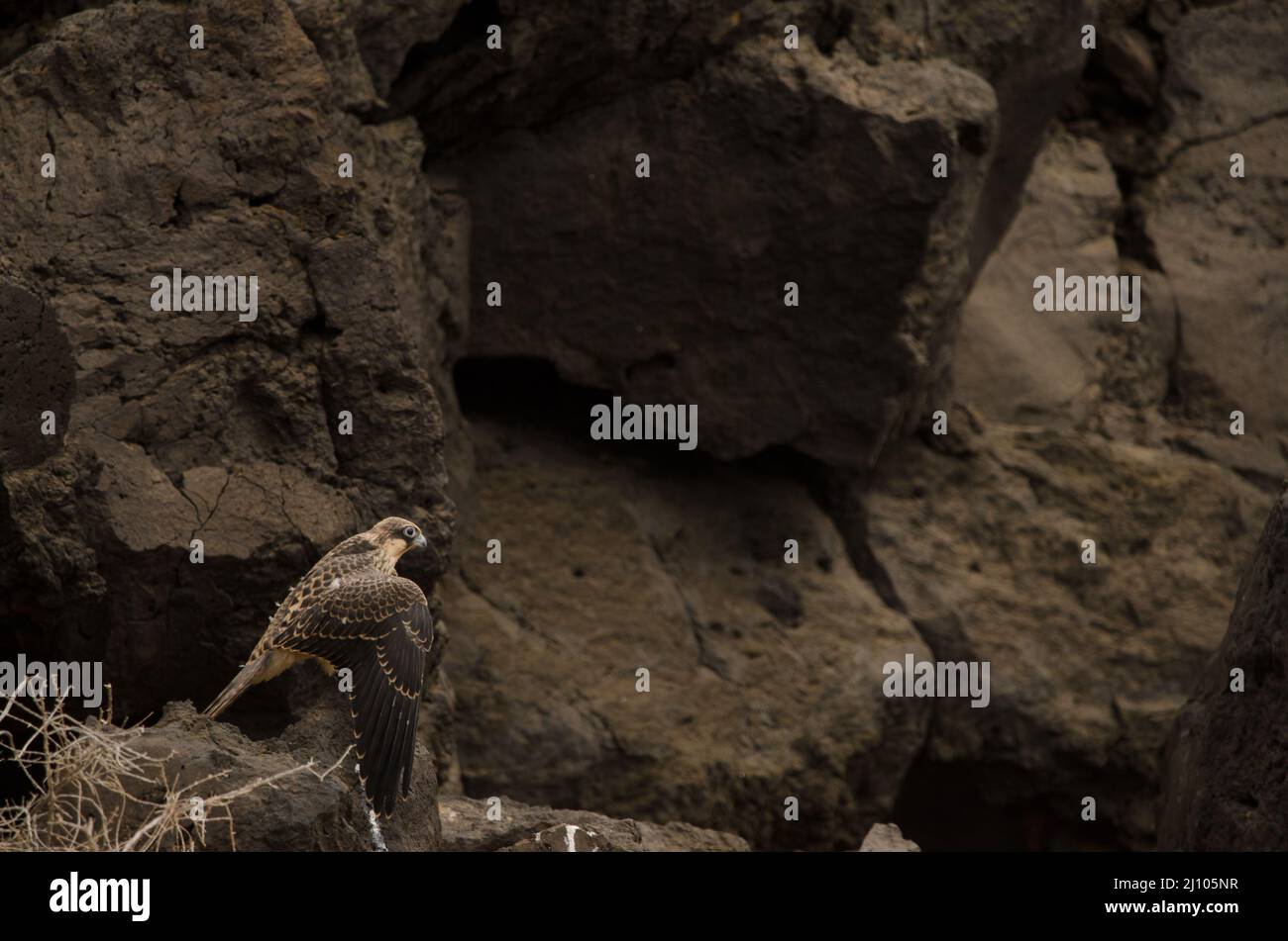 Eleonora's falcon Falco eleonorae. Young flapping. Montana Clara ...