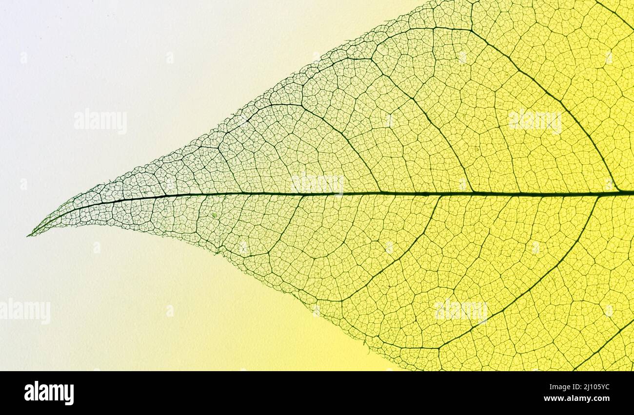 Top view transparent leaf Stock Photo - Alamy