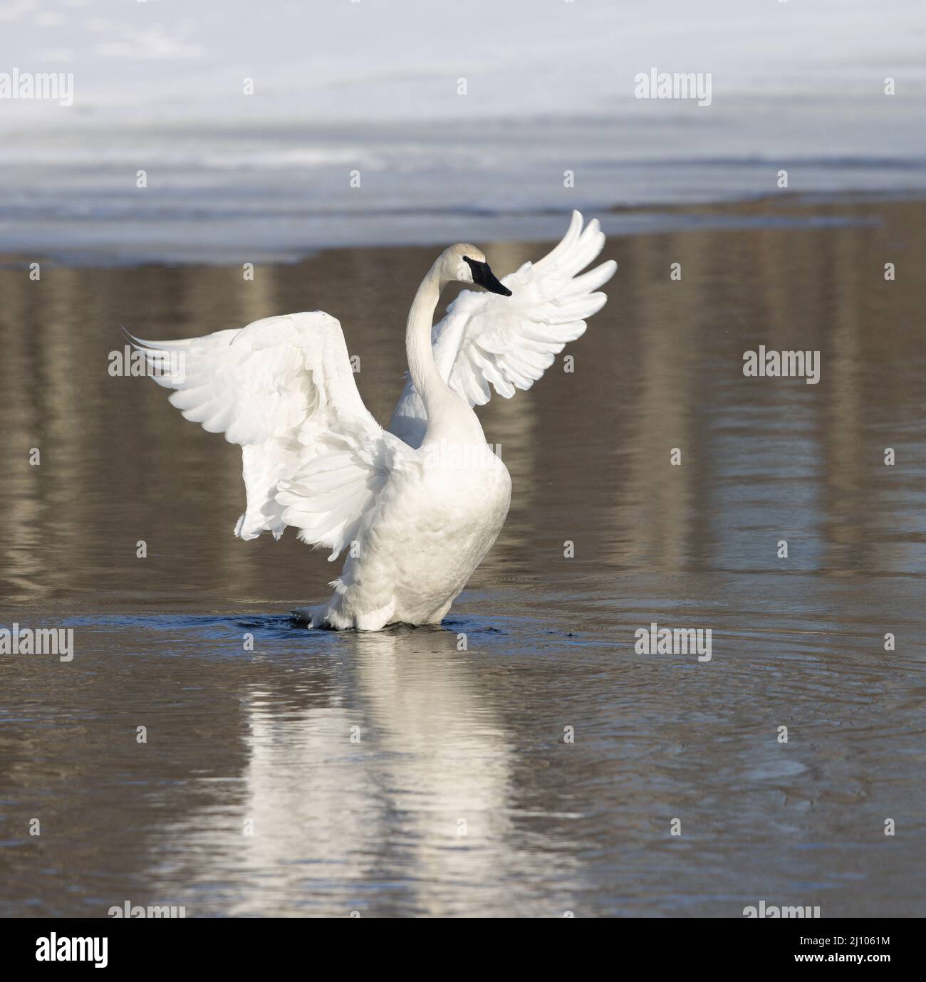 Trumpeter swan wings hi-res stock photography and images - Alamy