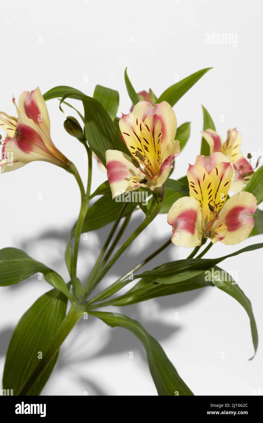 Blossom flower top view Stock Photo - Alamy