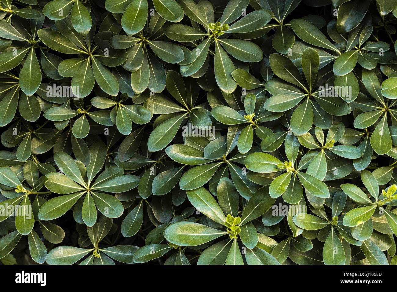 Front view green hi-res stock photography and images - Alamy