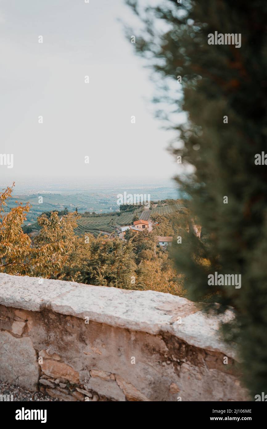 View Through the Cypress Stock Photo - Alamy