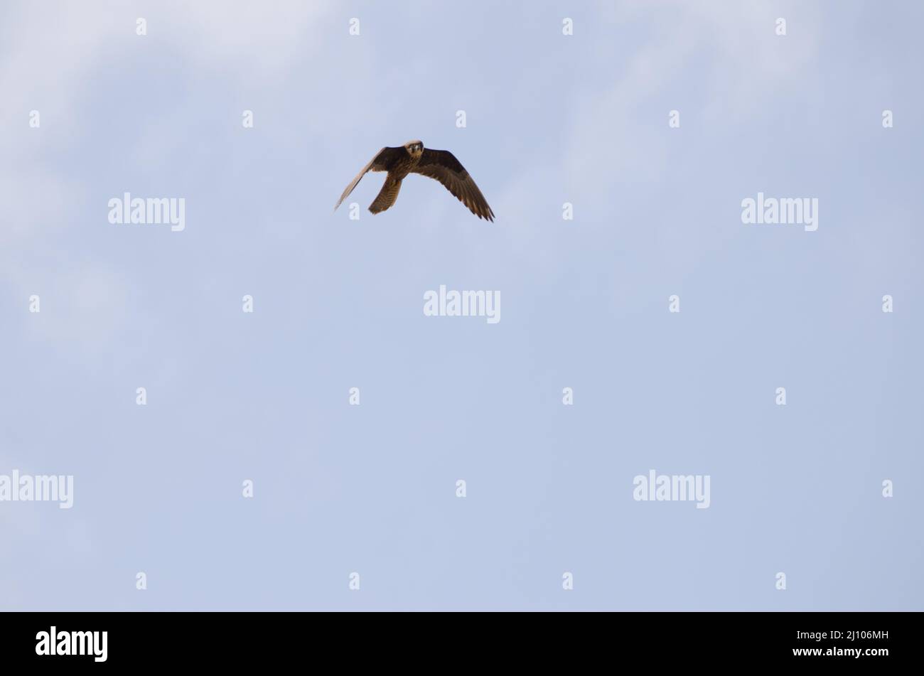 Eleonora's falcon Falco eleonorae. Light morph in flight. Montana Clara ...