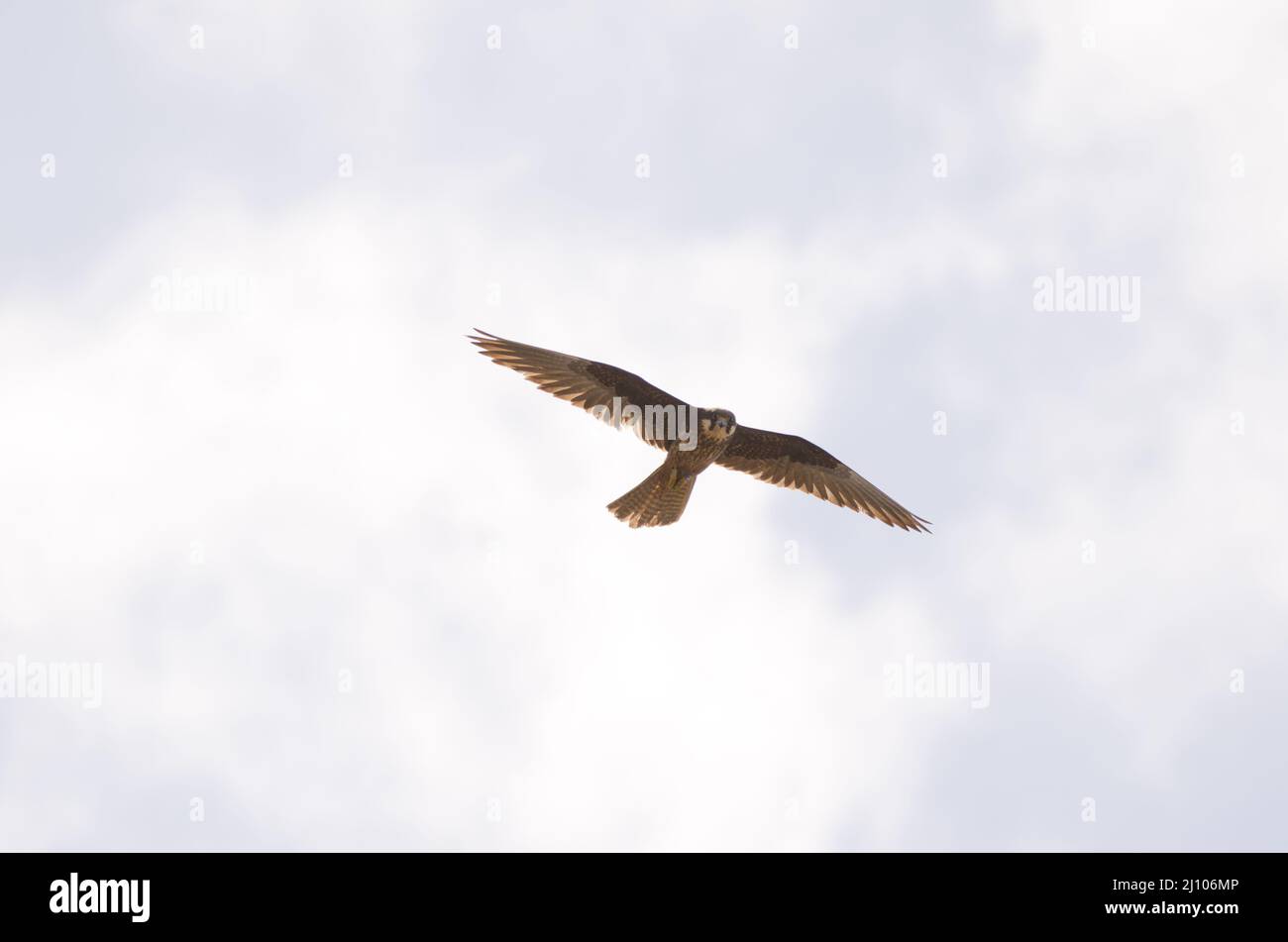 Eleonora's falcon Falco eleonorae. Light morph in flight. Montana Clara ...