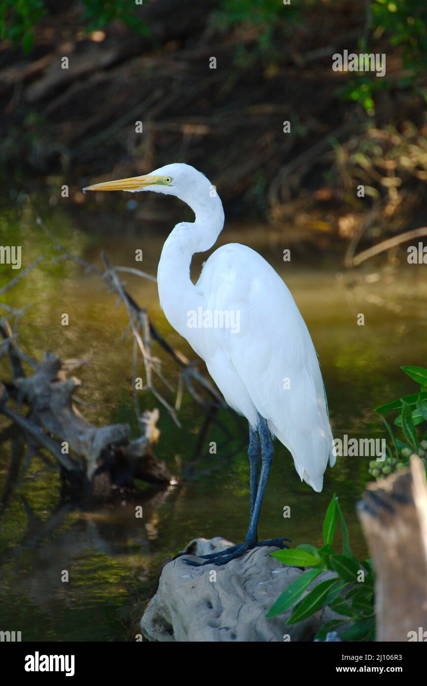 Eastern great egret flying hi-res stock photography and images - Alamy