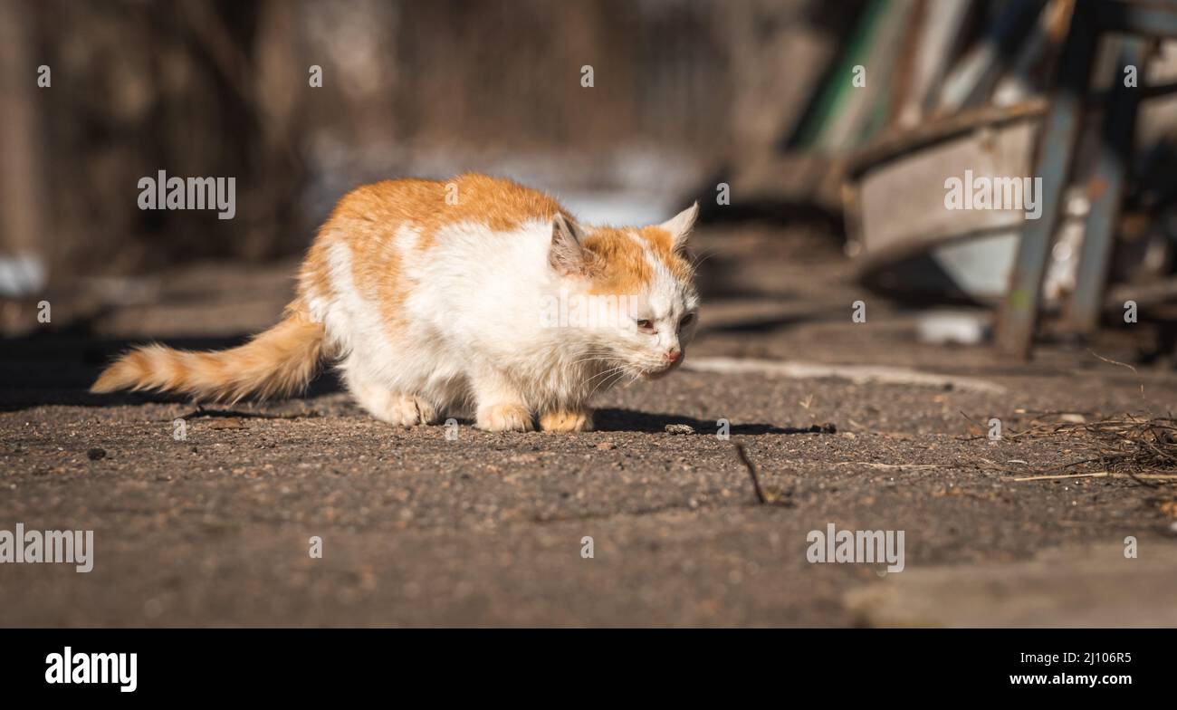 Homeless kitten on the street. Hungry and poor animals without home ...