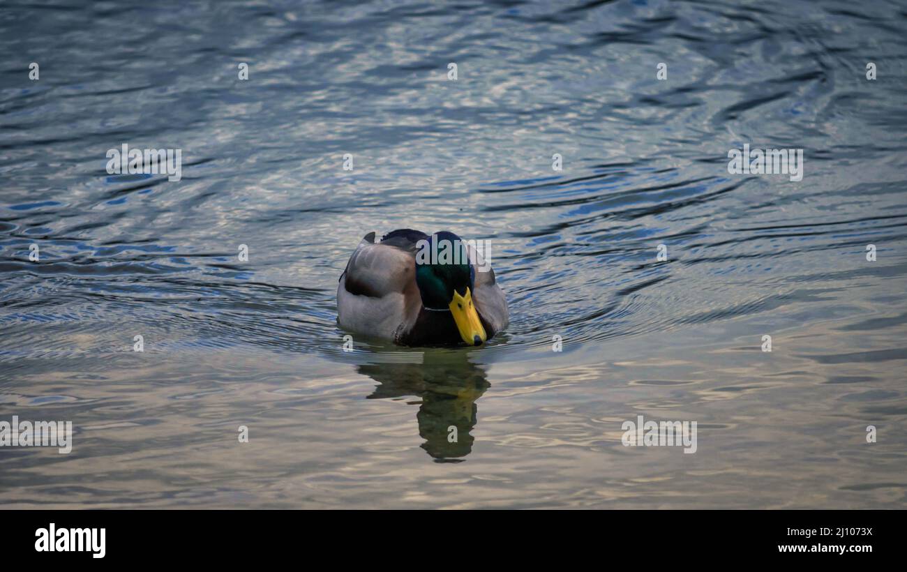 Photo of duck swimming in water Stock Photo - Alamy