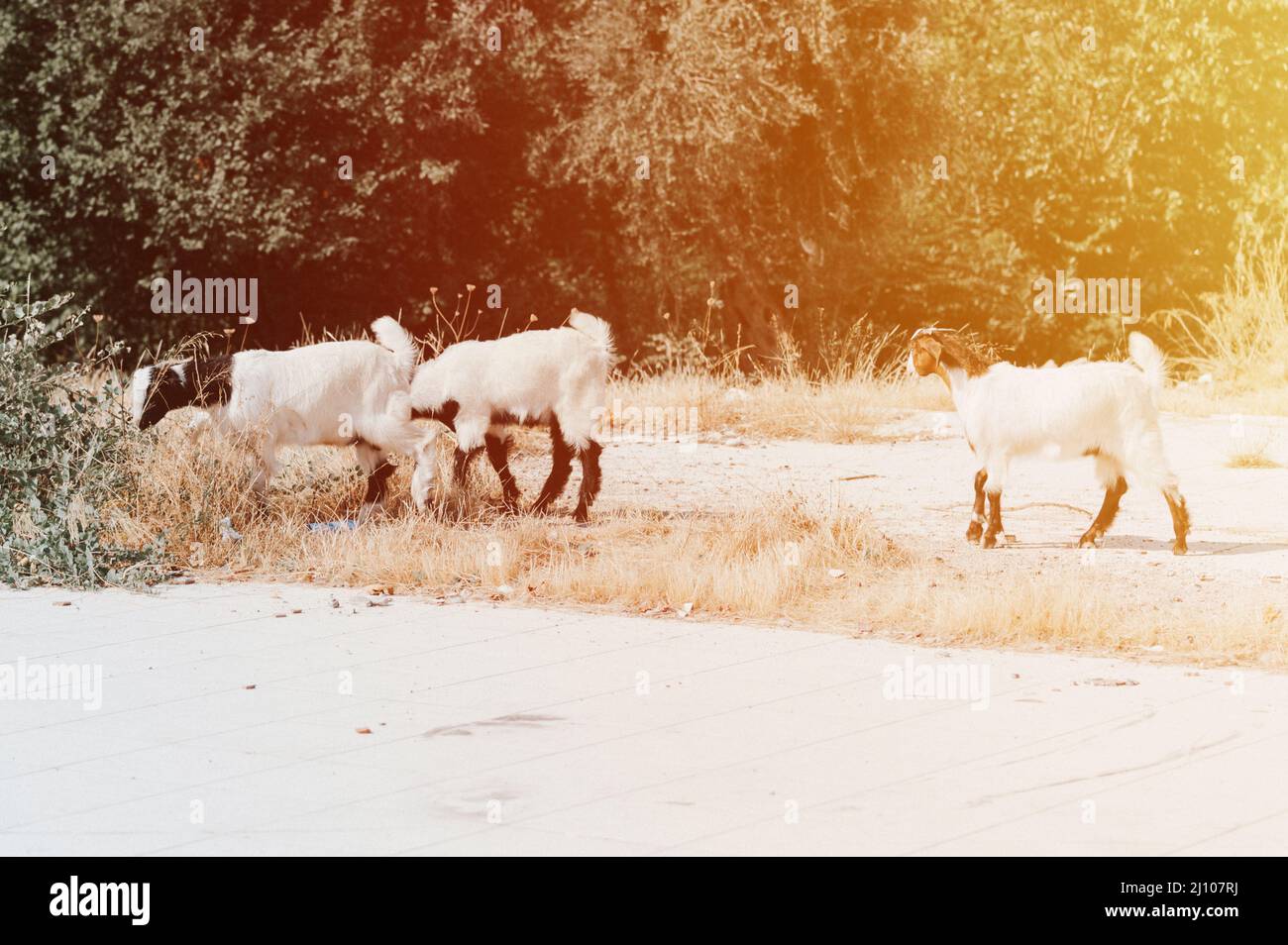 domestic or wild white goats graze in nature in the suburbs. animal and ...