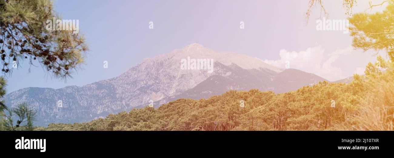 summer nature world mountain landscape with a coniferous forest growing ...