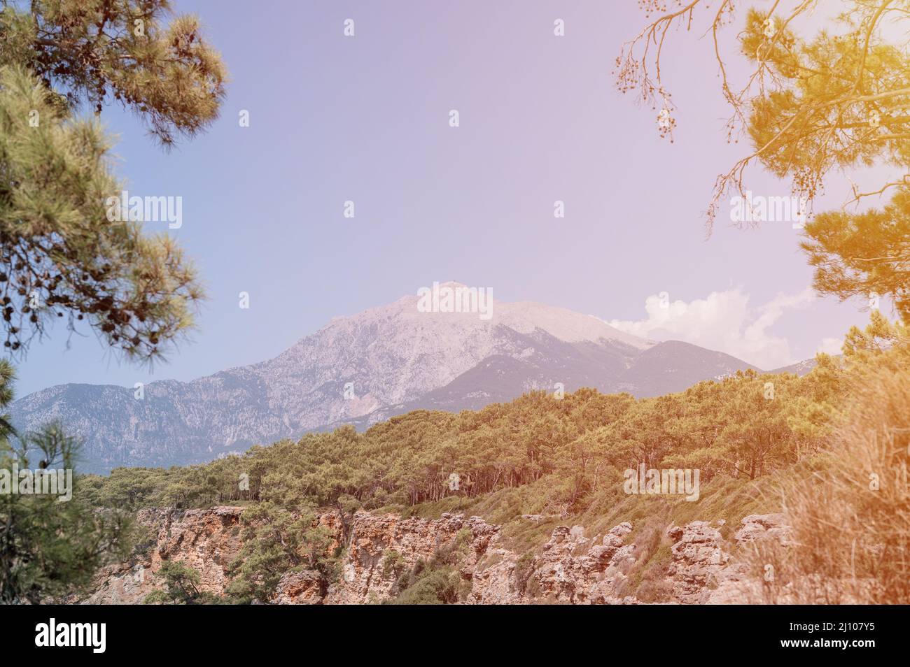 summer nature world mountain landscape with a coniferous forest growing ...