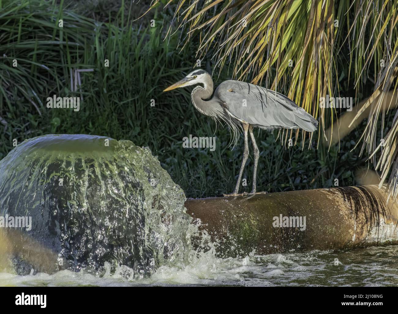 Shot of a big gray aquatic bird standing by the river Stock Photo - Alamy
