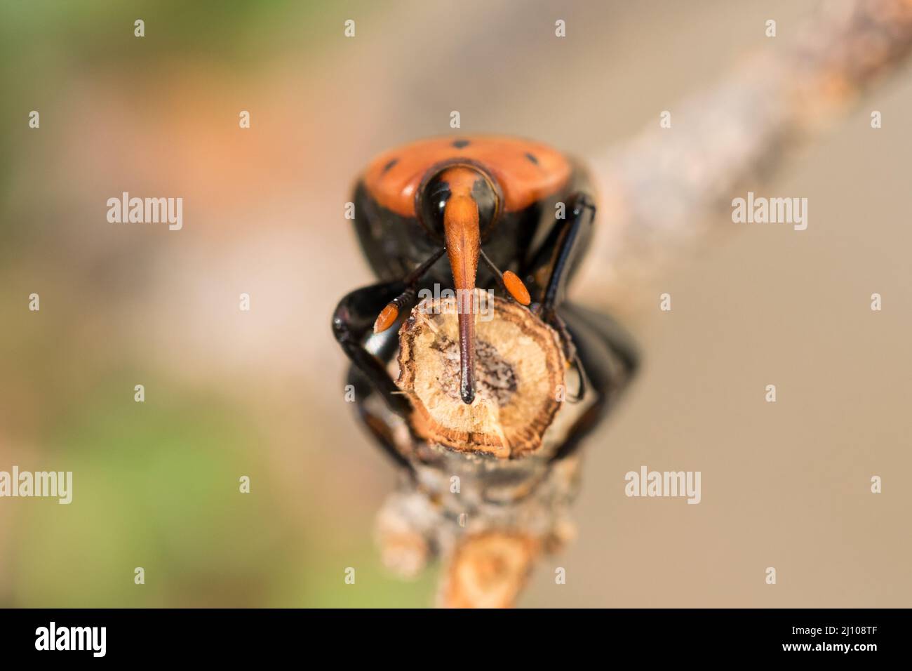 A red palm weevil, Rhynchophorus ferrugineus, resting on a dry twig in ...