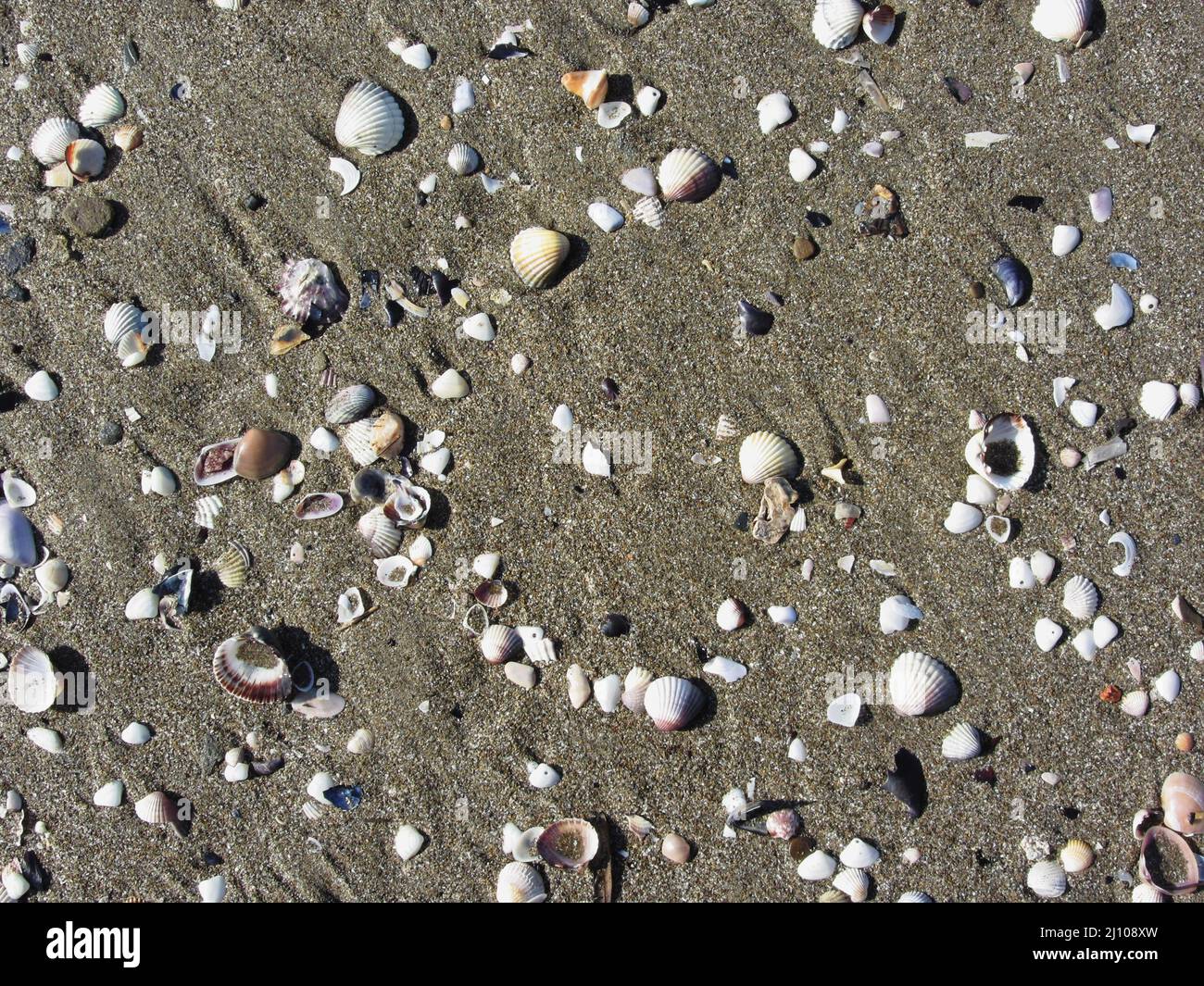 Sea shells on sand. Summer beach background Stock Photo - Alamy