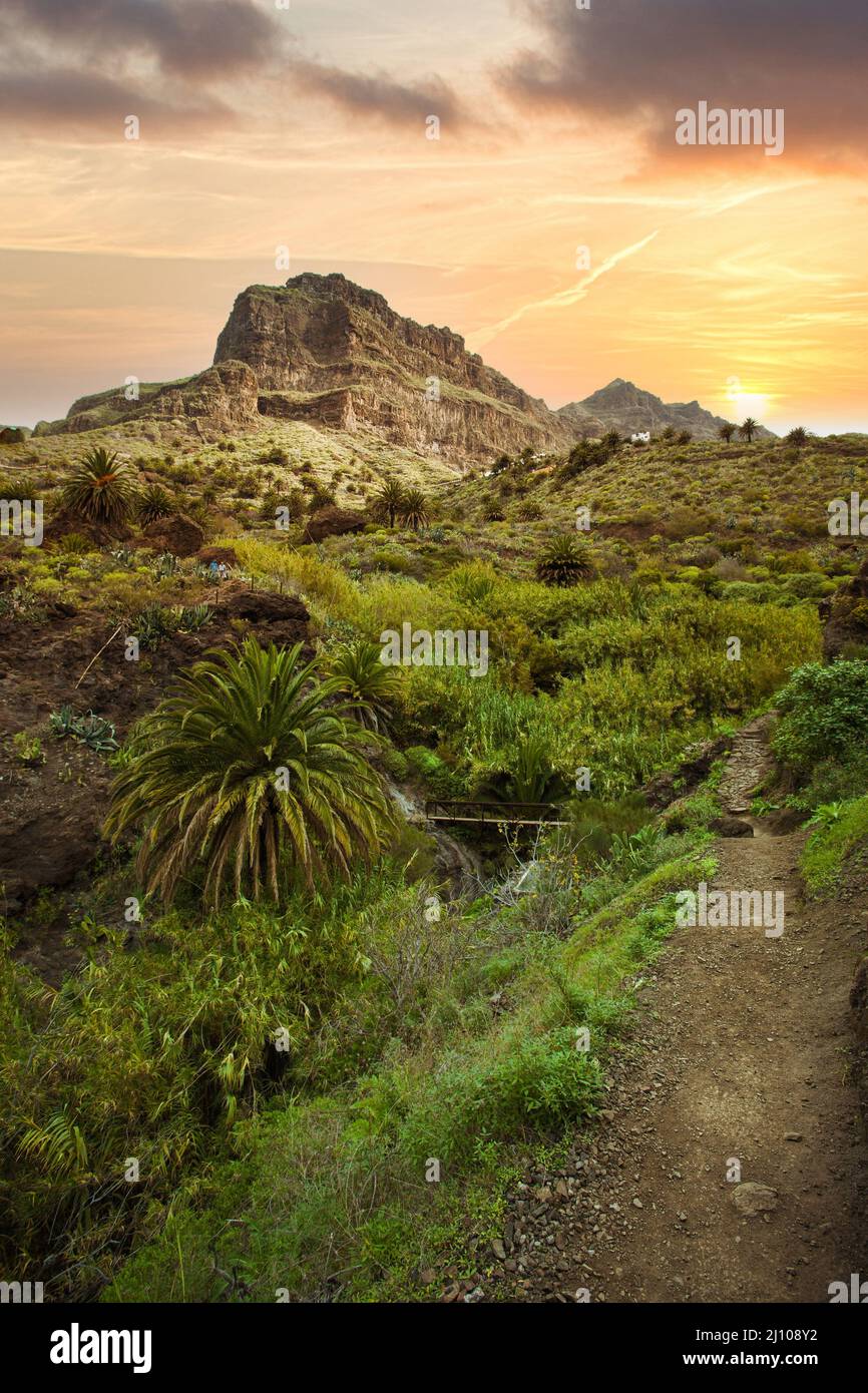 Hiking close to the village of MASCA and canyon on Tenerife. Warm ...