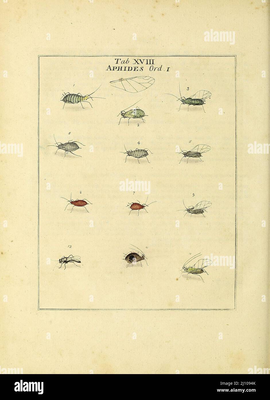 Aphides from the book An exposition of English insects : including the ...