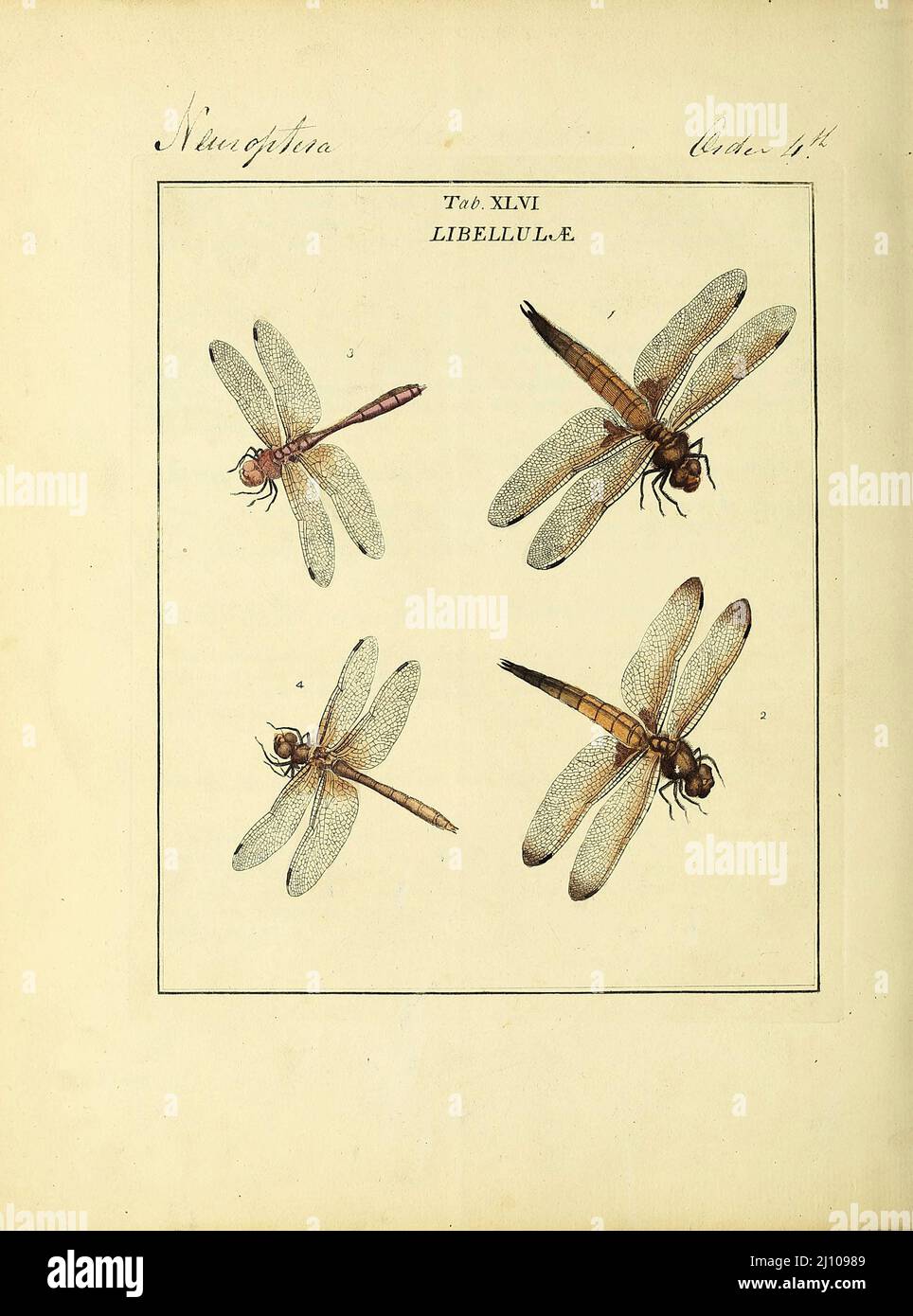 Moses harris hi-res stock photography and images - Alamy