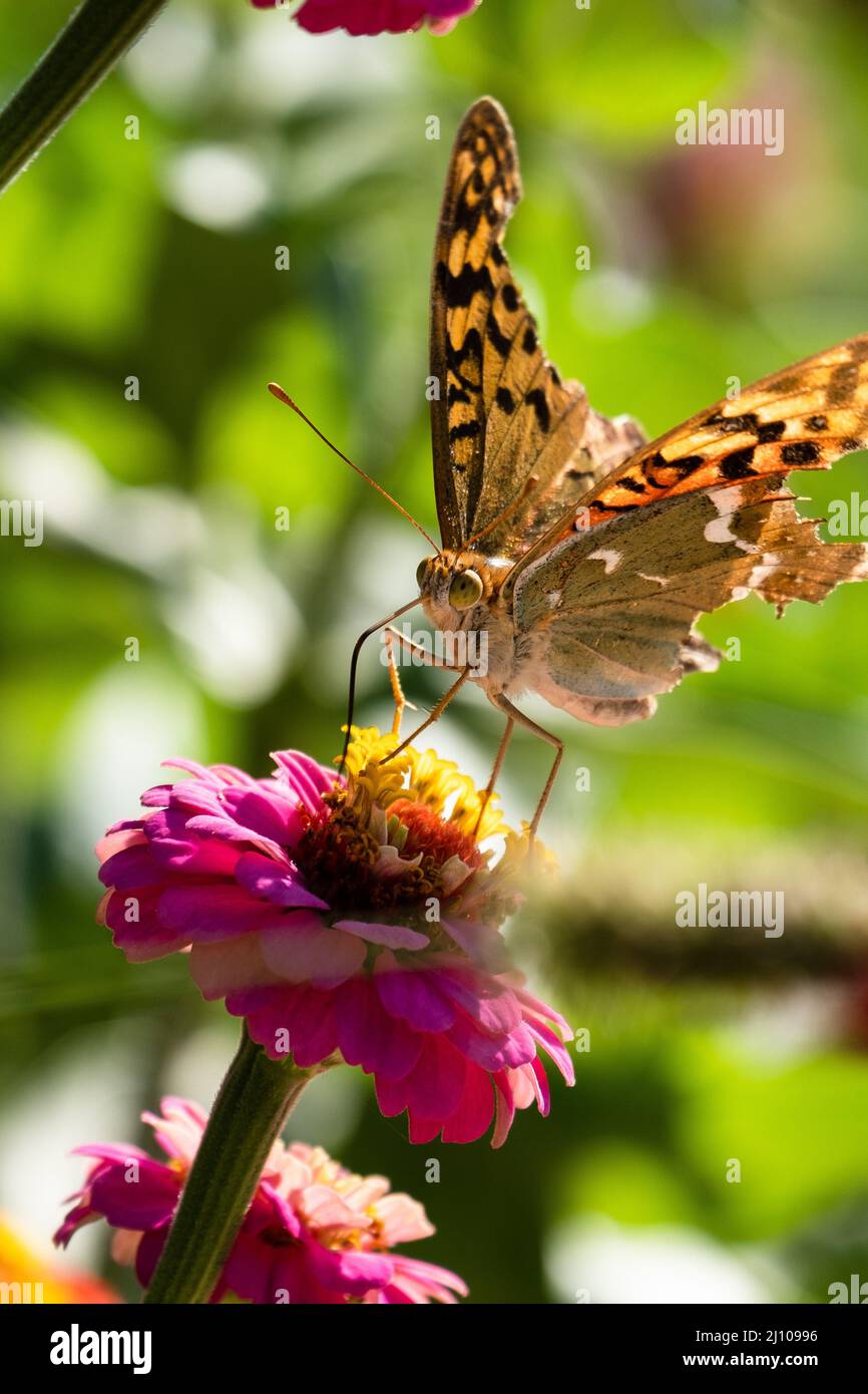 Vertical closeup of a Fabriciana Nerippe butterfly on a pink flower ...