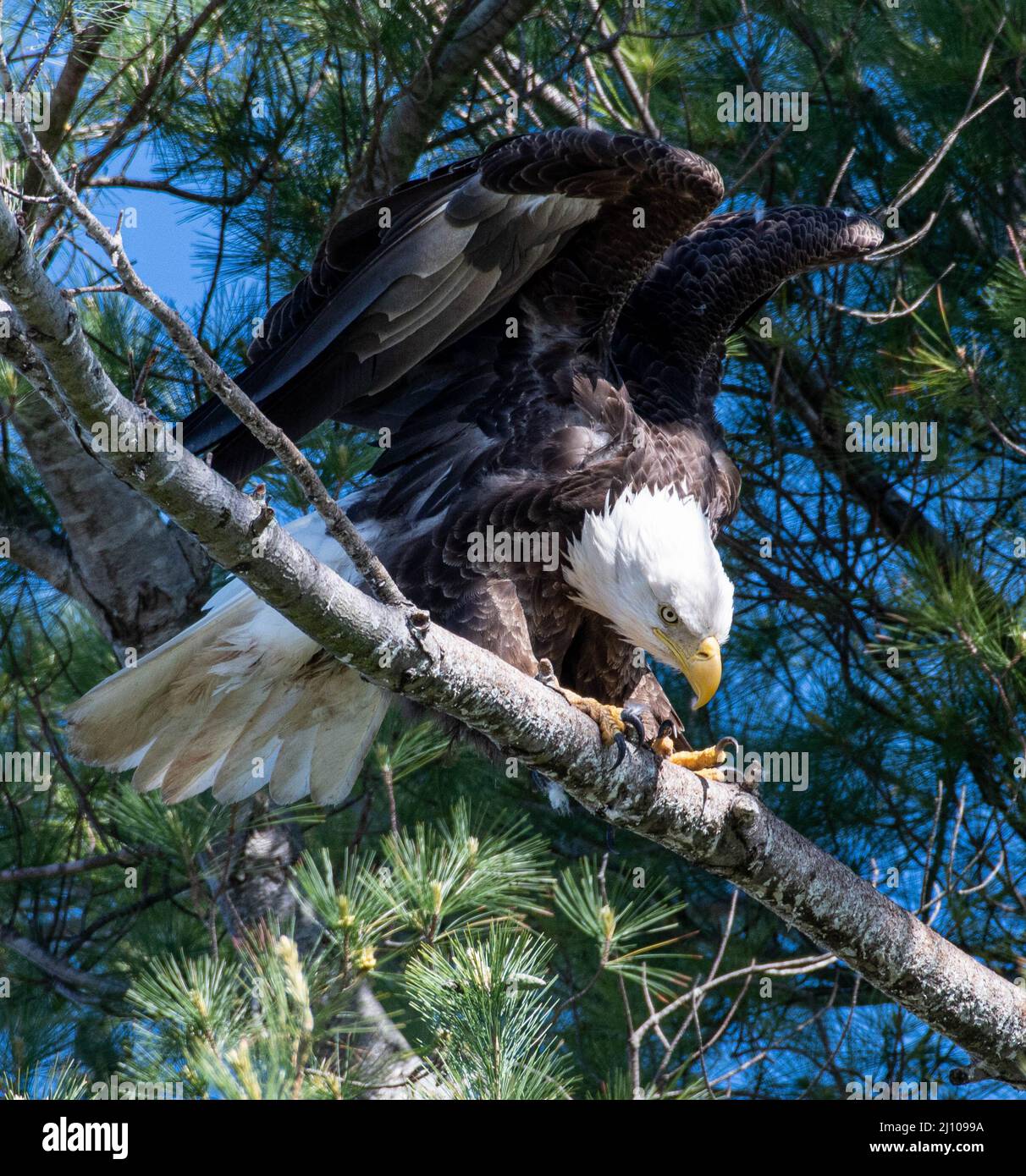 Bird looking down from tree hi-res stock photography and images - Alamy