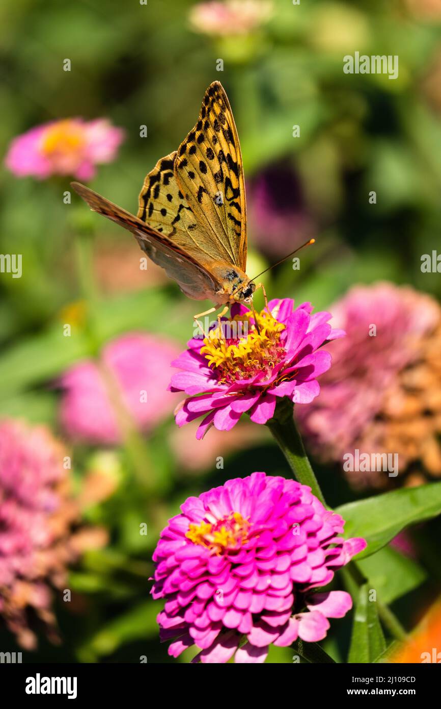 Vertical closeup of a Fabriciana Nerippe butterfly on a pink flower ...