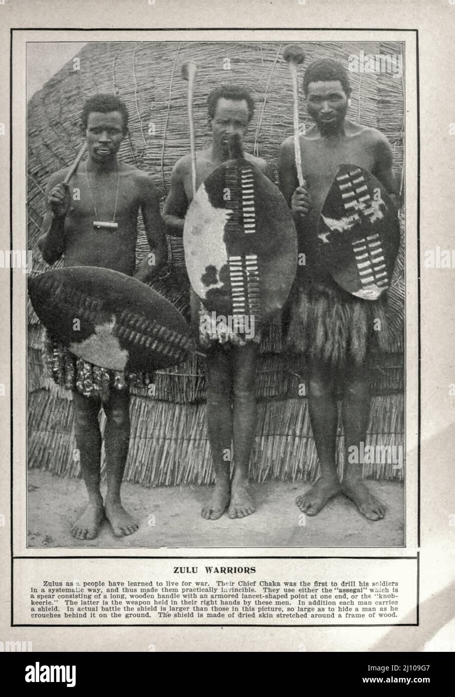 Zulu Warriors with spears and Shields Black and white photograph from ...