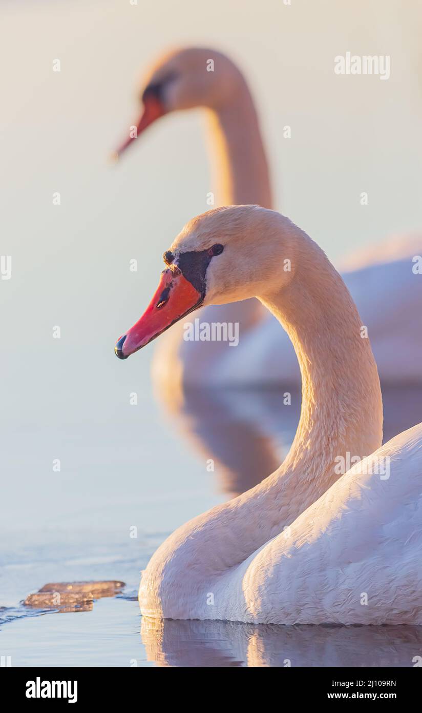 Common european wild big bird mute swan, Cygnus olor, evening light ...