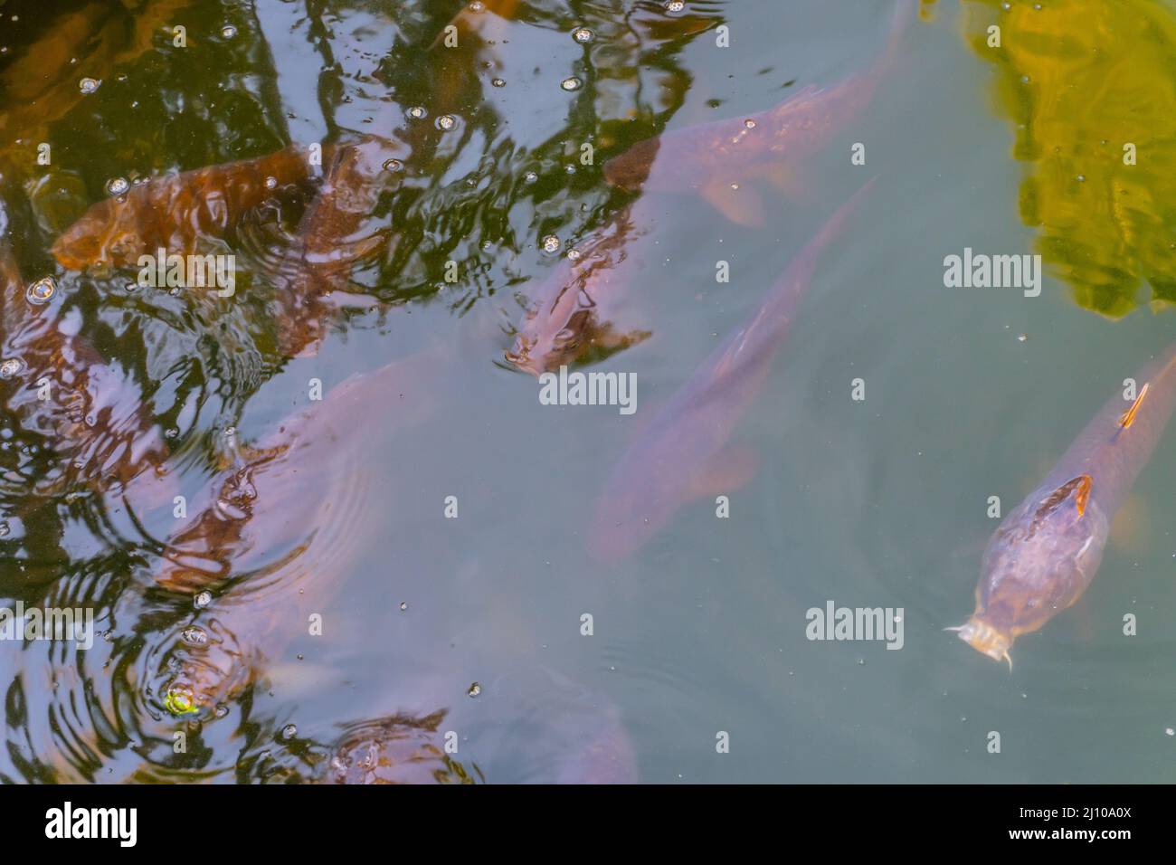 Top view of fishes in the water with trees reflection Stock Photo - Alamy