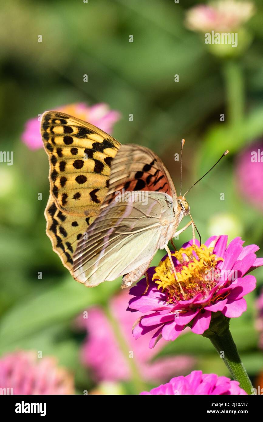 Fabriciana nerippe hi-res stock photography and images - Alamy