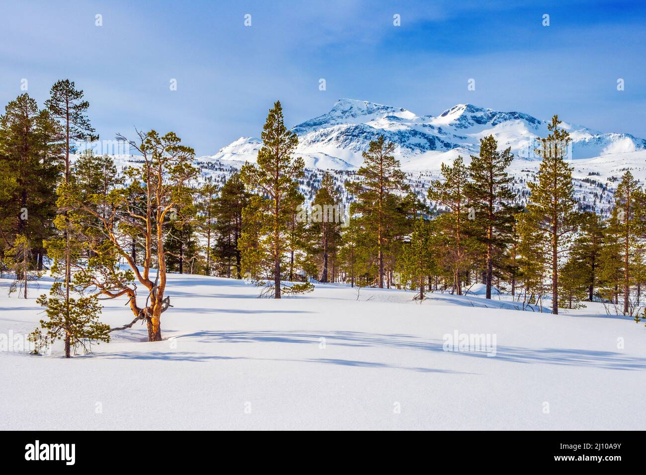 Woodland scenery hi-res stock photography and images - Alamy