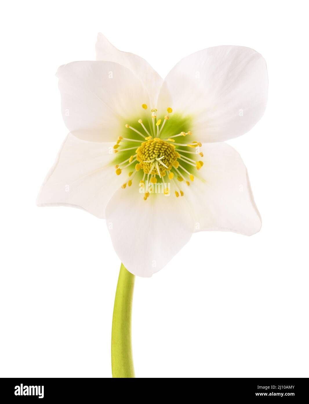 Helleborus flower isolated on white background Stock Photo - Alamy