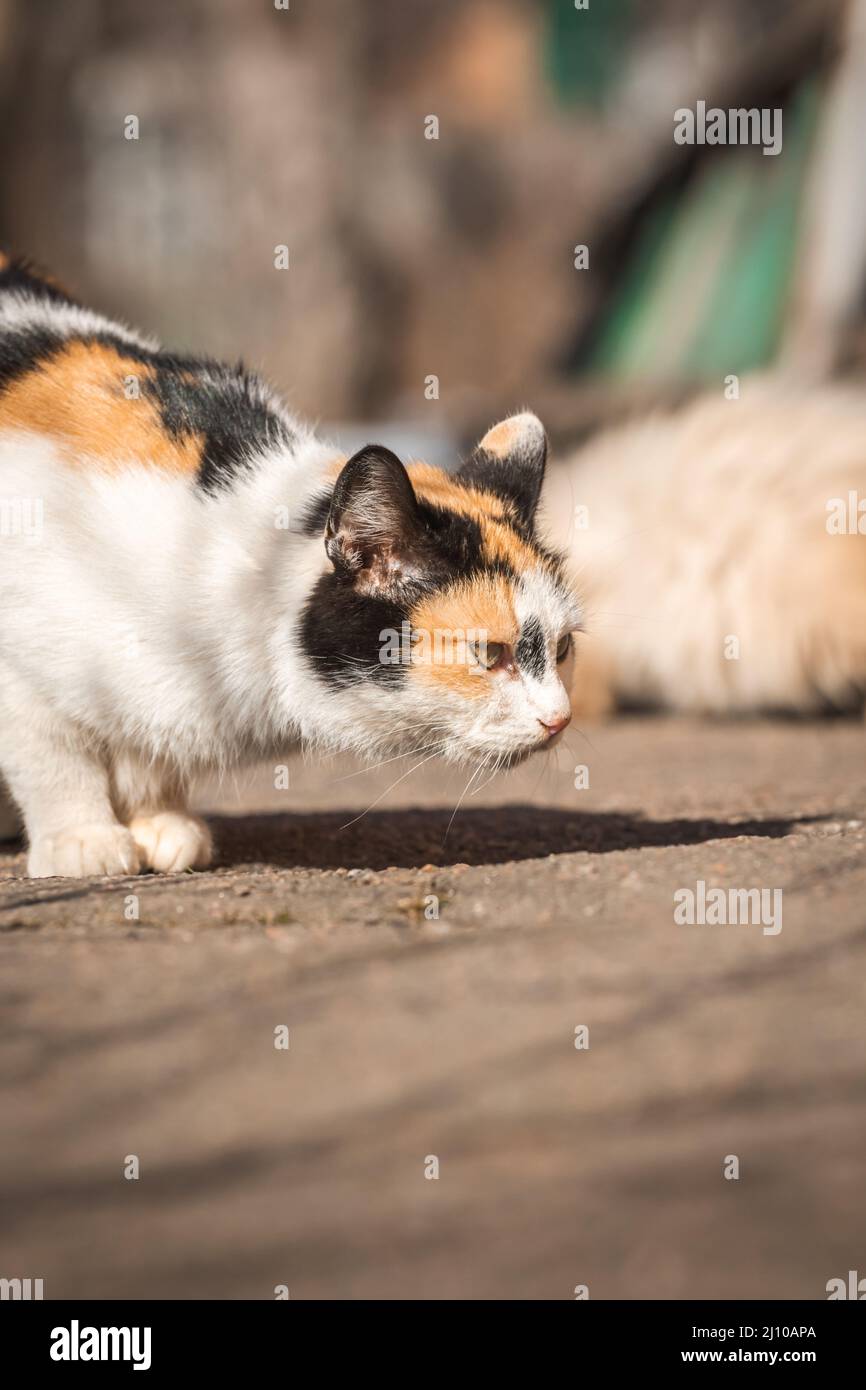 Poor stray cat mother search for the food for kittens photo Stock Photo ...