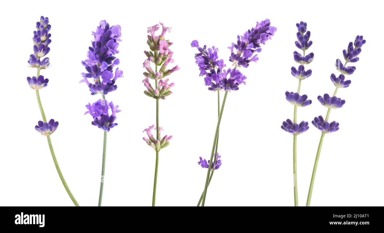 Lavender flowers mix isolated on white background Stock Photo - Alamy