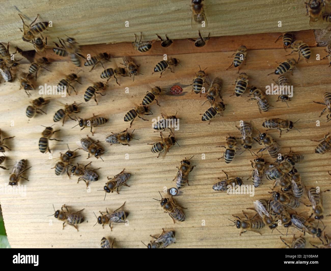 Busy worker bee activity hi-res stock photography and images - Alamy