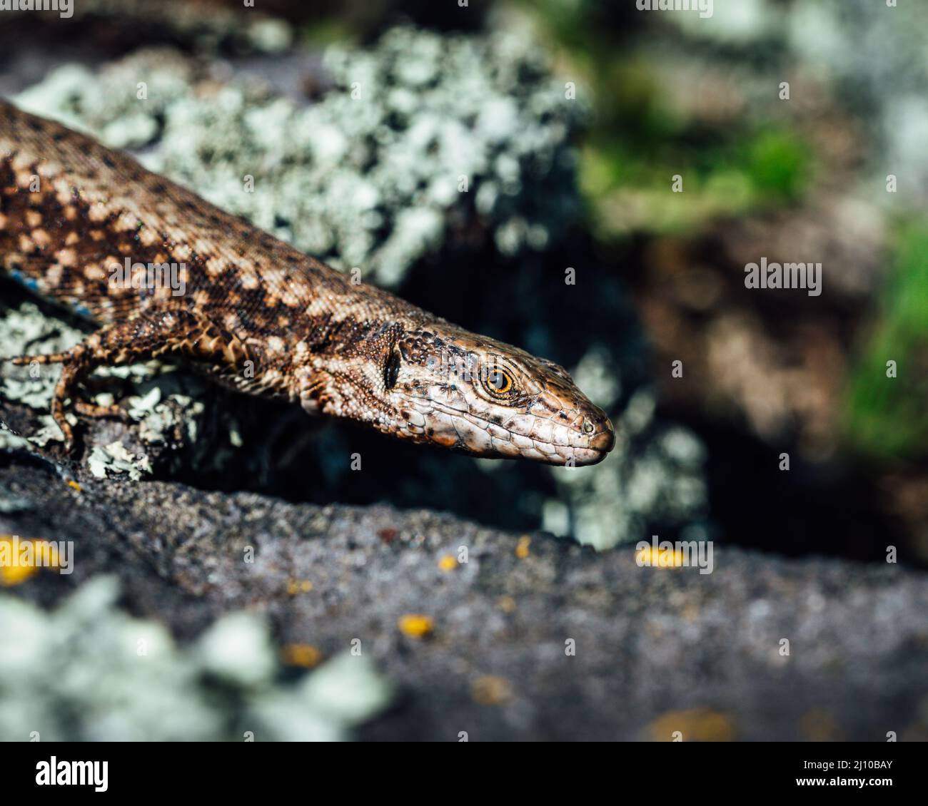 Leather lizard hi-res stock photography and images - Alamy