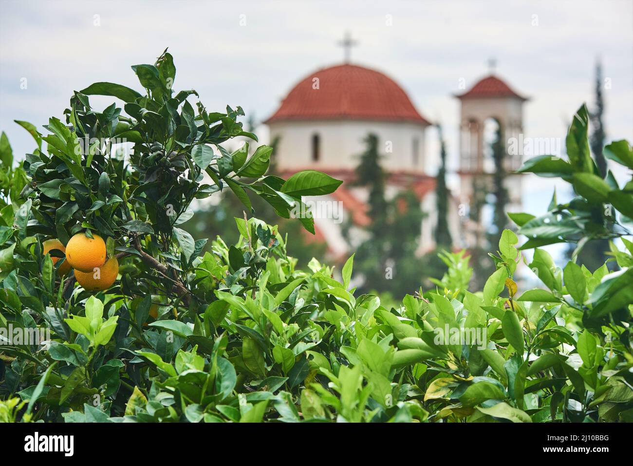 Church behind the orange trees in Greece Stock Photo - Alamy