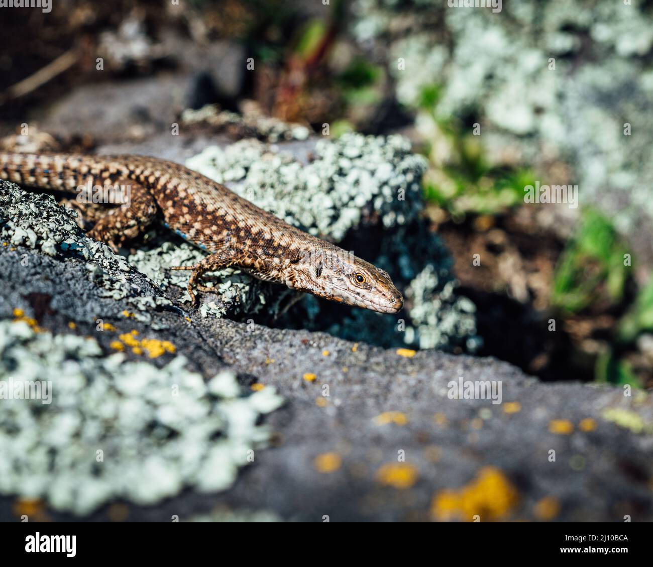 Leather lizard hi-res stock photography and images - Alamy