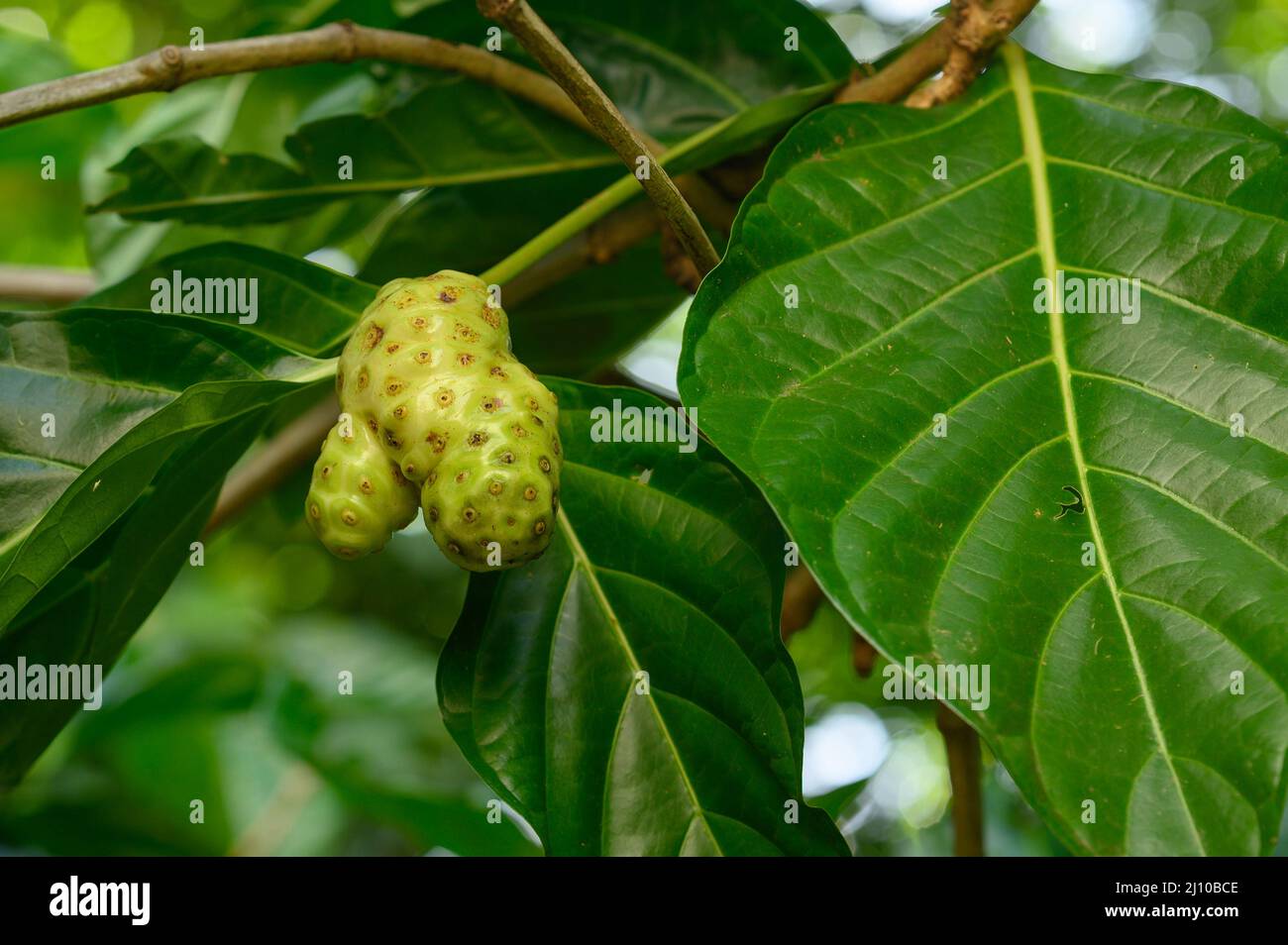The photo shows a noni fruit hanging from a tree. The morinda tree is ...