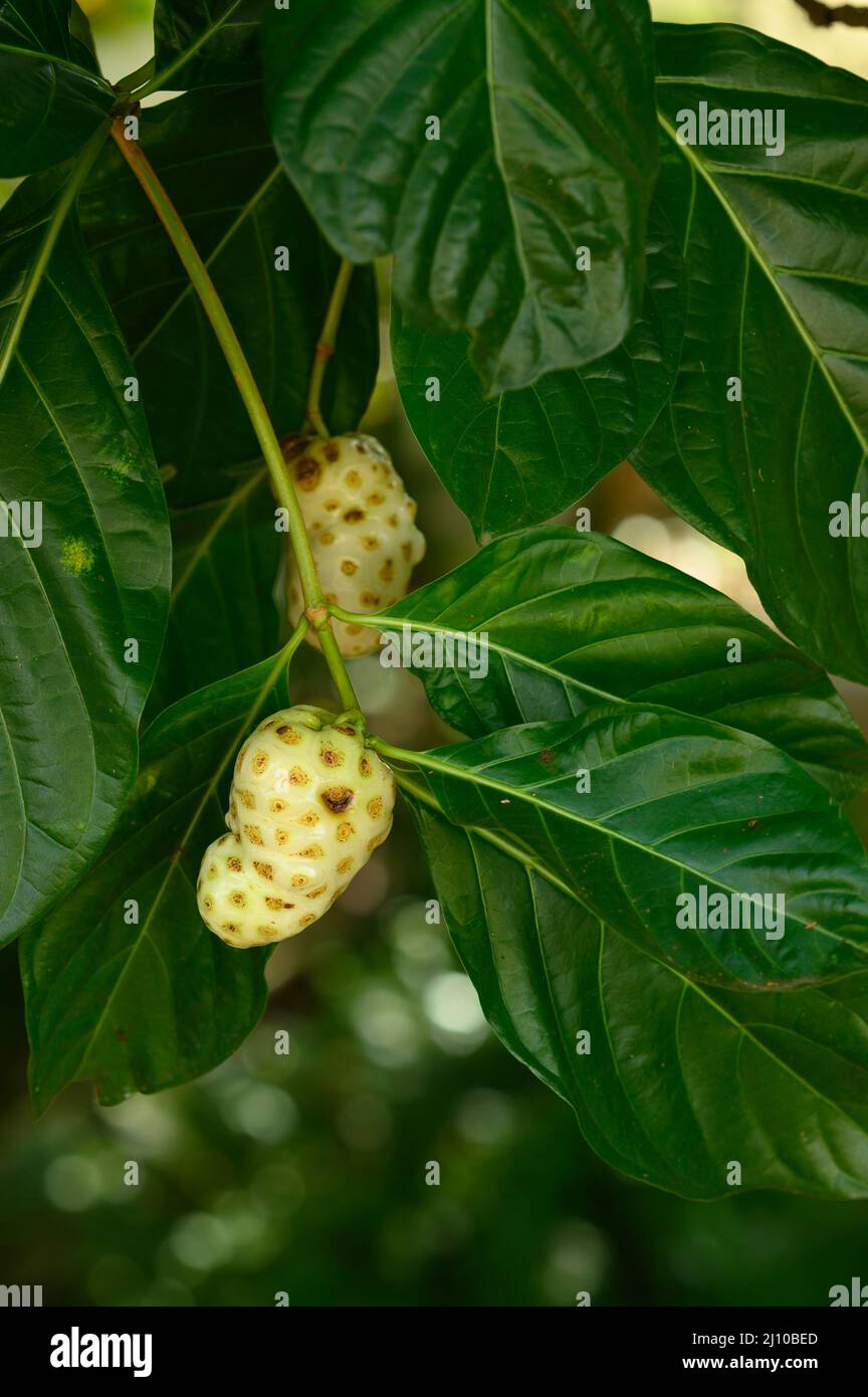 The photo shows a noni fruit hanging from a tree. The morinda tree is ...