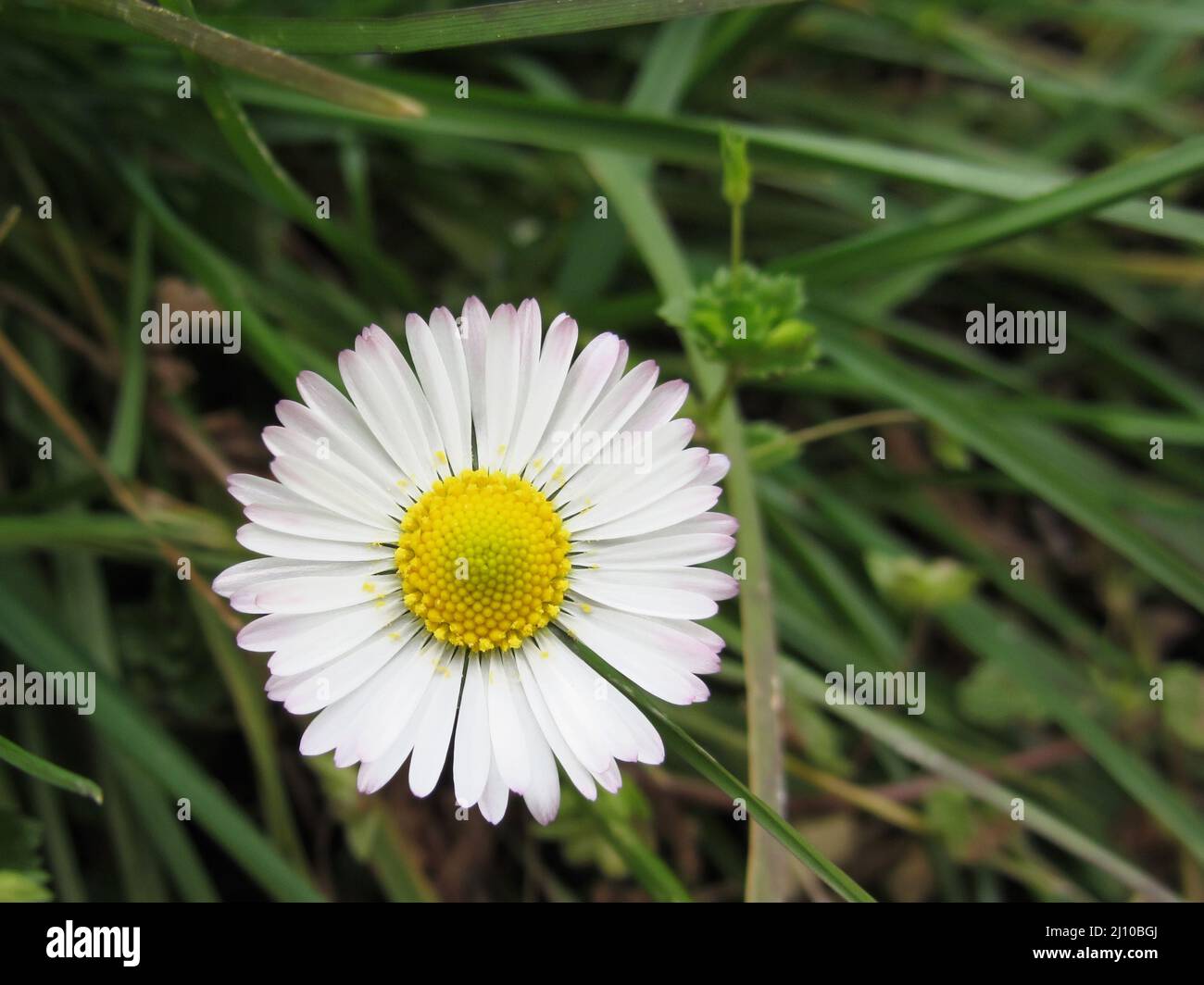 Single white daisy flower on green background Stock Photo - Alamy