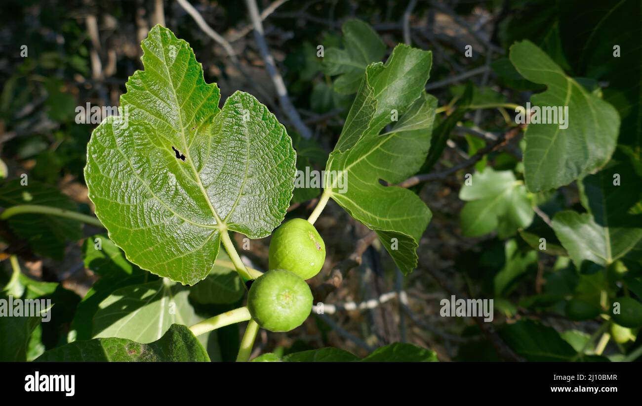 Fig fruit on the tree Stock Photo - Alamy