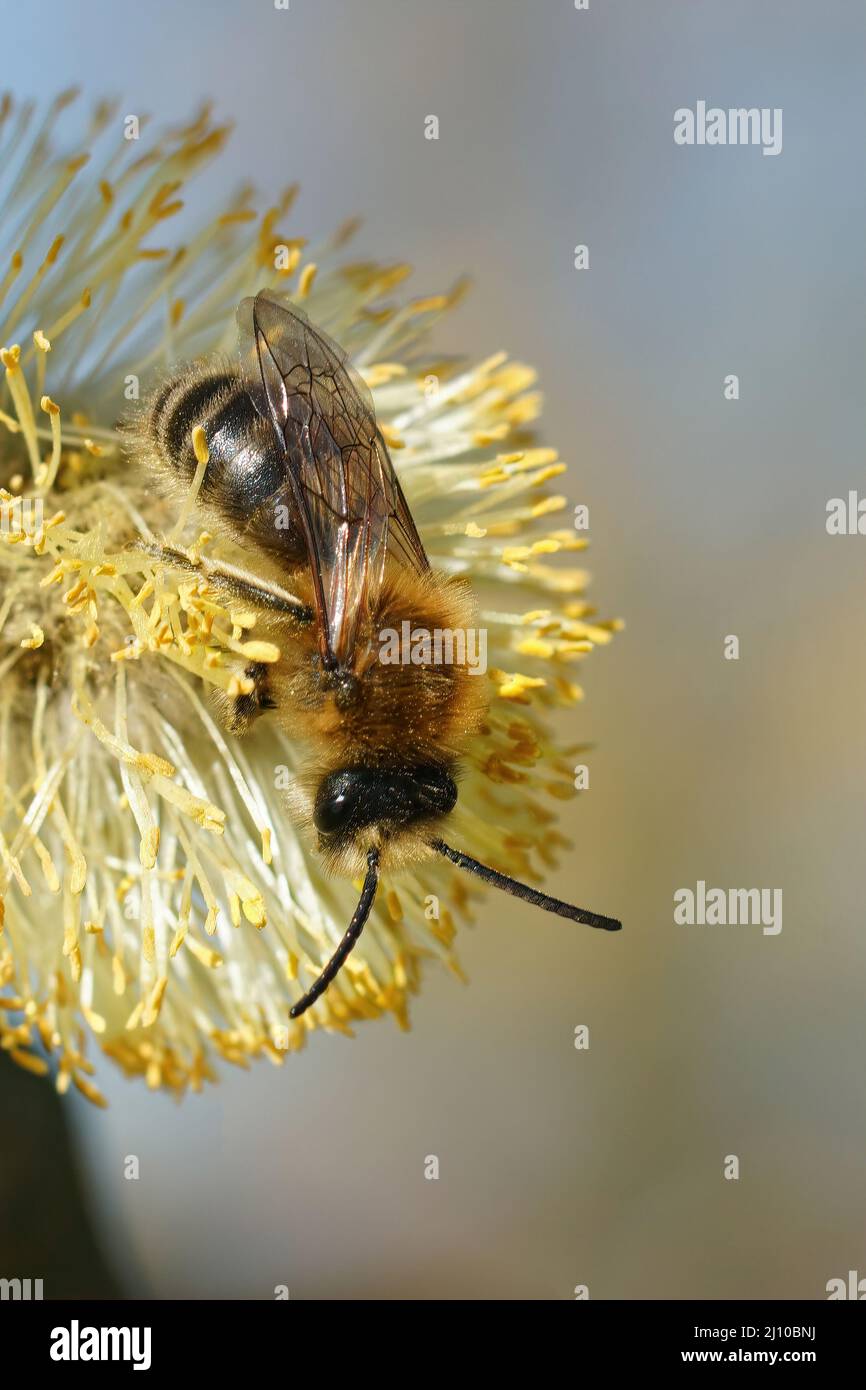 Vertical closeup on a hairy male spring mining bee, Colletes ...